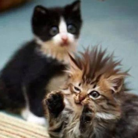 Tim's Profile | Hackaday.io