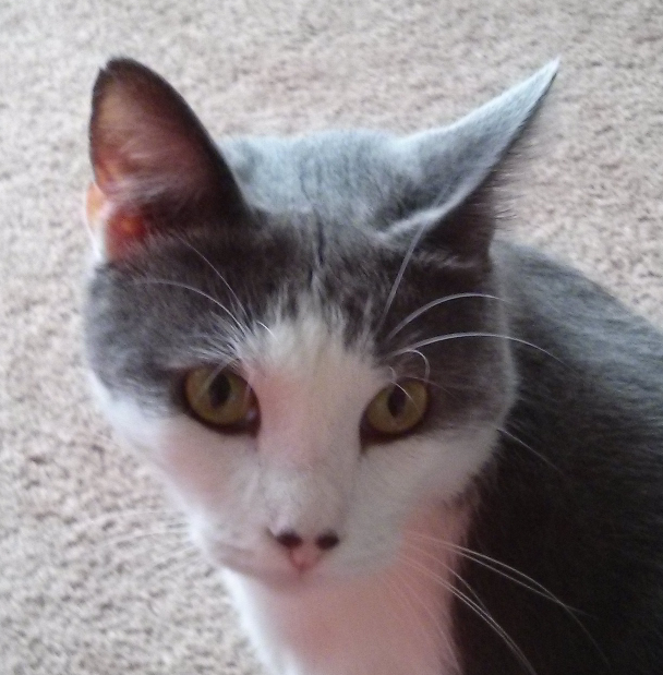 Lincoln R.'s Profile | Hackaday.io