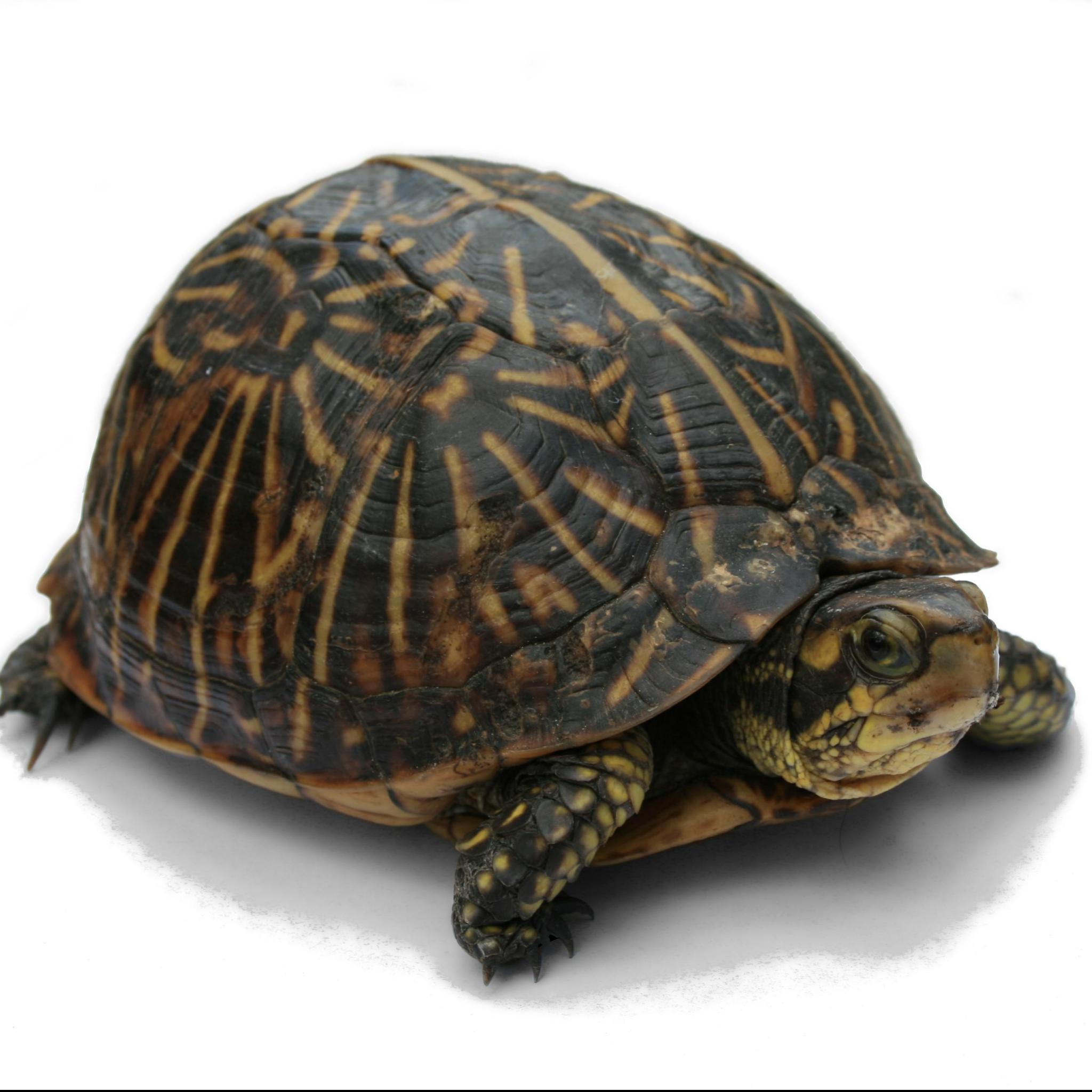 Robert Prokes's Profile | Hackaday.io