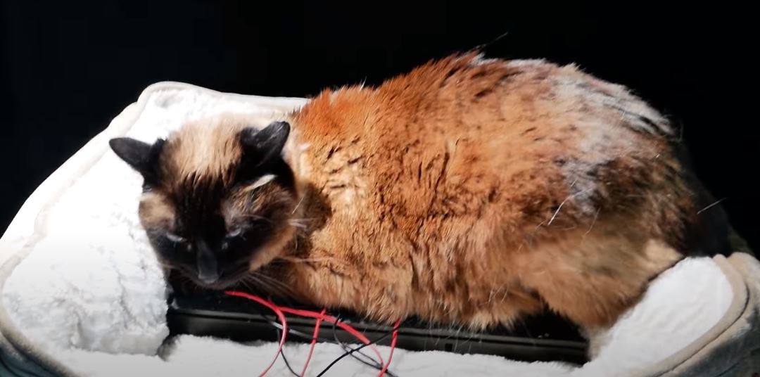 Gallery | PELTIER BASED CAT POWERED PHONE CHARGER | Hackaday.io
