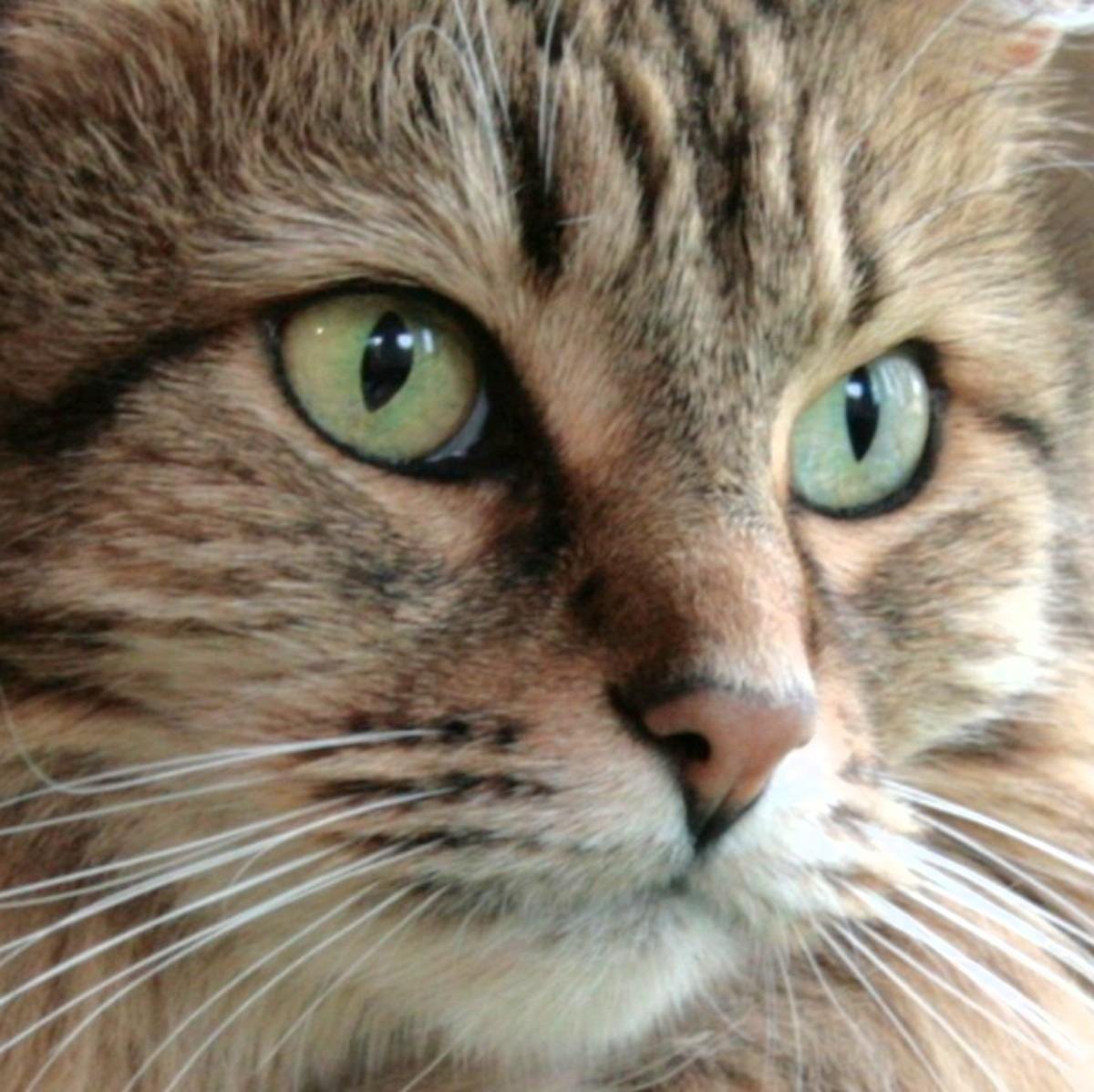 Fabien Royer's Profile | Hackaday.io