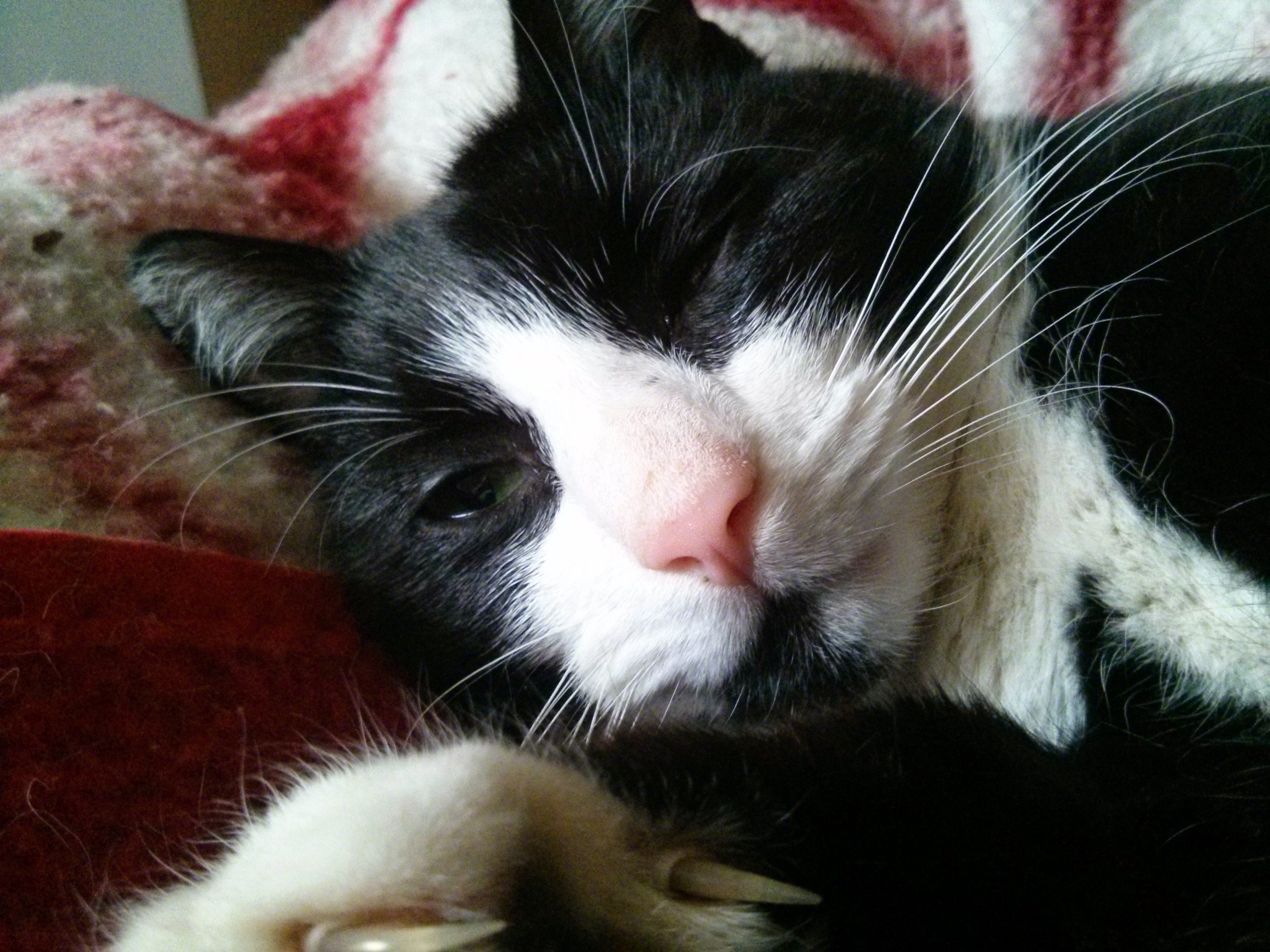 Daniel Wiegert's Profile | Hackaday.io