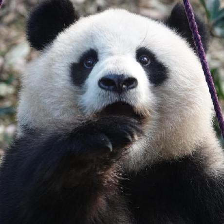 David Huang's pages | Hackaday.io