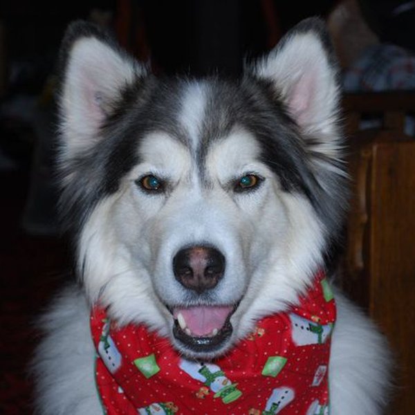 Keeshah Skye Johnson's Profile | Hackaday.io