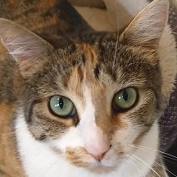 Cat Bowl Monitor | Hackaday.io