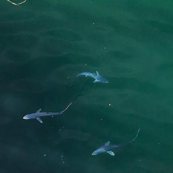 chris's Profile | Hackaday.io