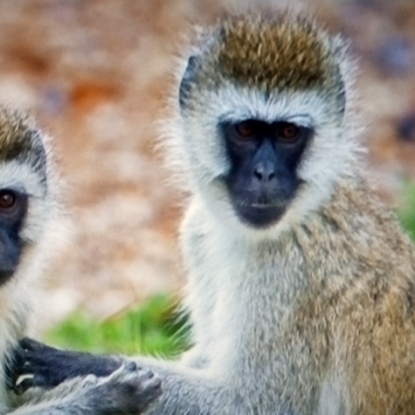 Monkey Detecting Sprinkler | Hackaday.io