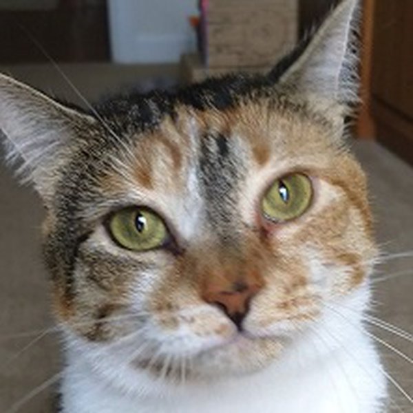 Cat Bowl Monitor | Hackaday.io