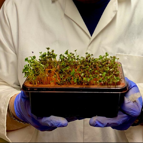 Growing Plants In Martian Soil | Hackaday.io