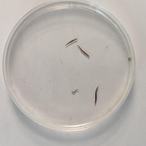 Decentralized Monitoring of Planarian Regeneration | Hackaday.io