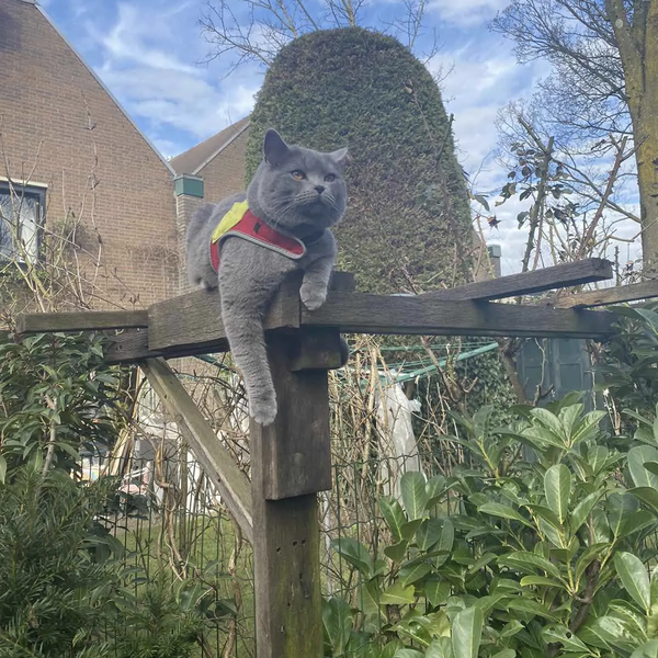 Cat-as-a-thing in IoT | Hackaday.io