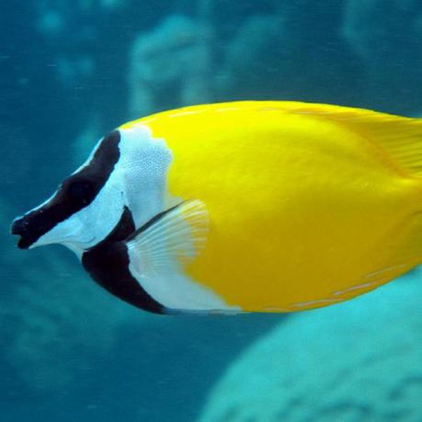 Richard Eberheim's Profile | Hackaday.io