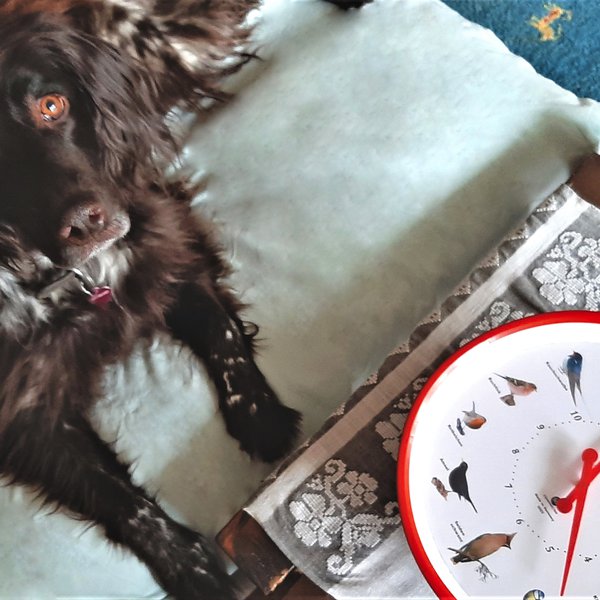 A Bird Clock - measuring time in a beautiful way | Hackaday.io