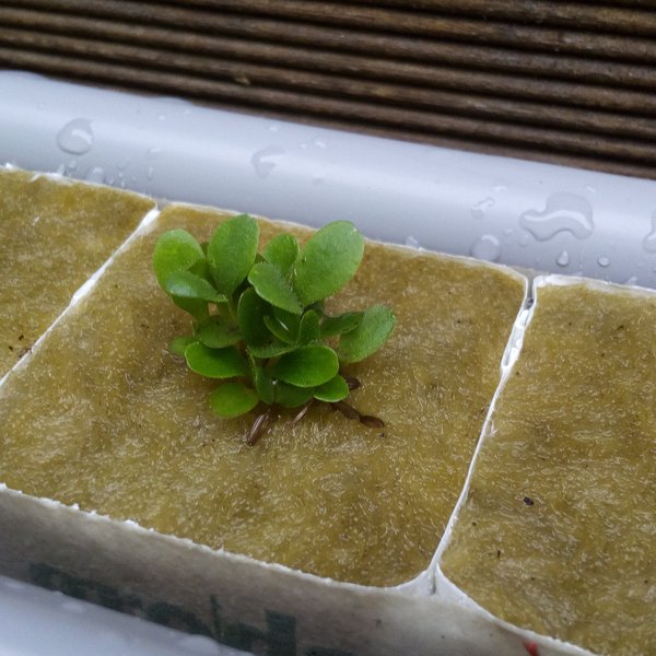 Hydroponic Vertical Garden | Hackaday.io