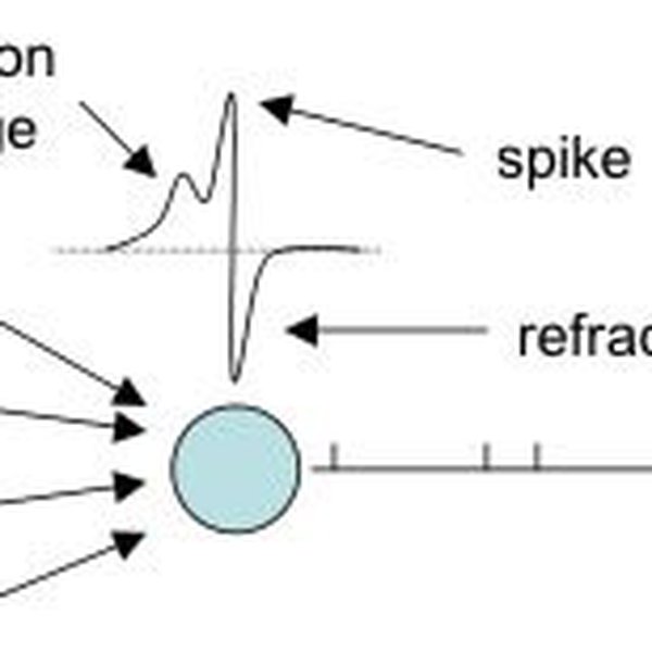 Basic Pulsed Neural Network Simulation | Hackaday.io
