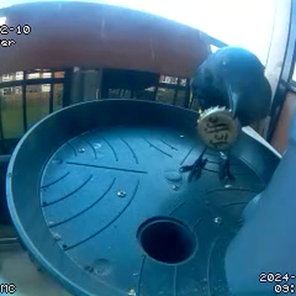 Vending Machine for Birds | Hackaday.io