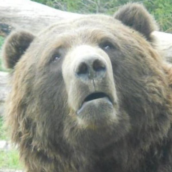 Ruslan Mikalauskas's Profile | Hackaday.io