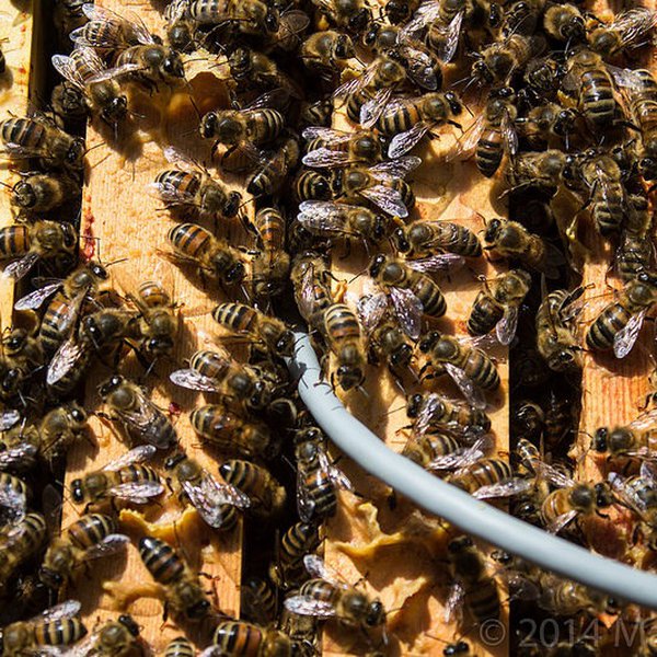 Arduino Beehive monitor | Hackaday.io