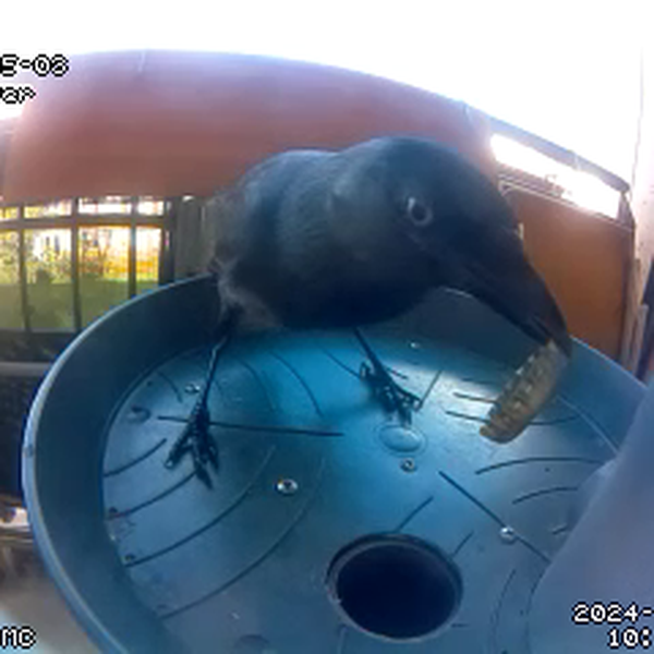 Vending Machine for Birds | Hackaday.io