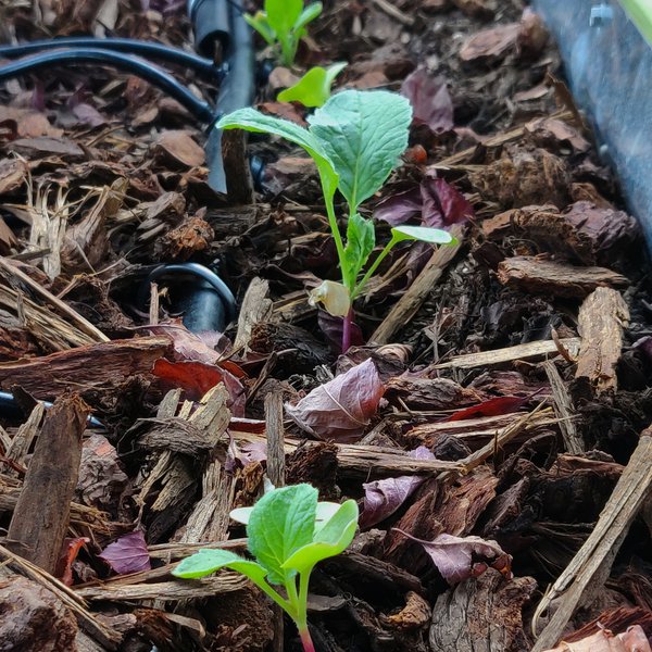 Vegebox - Raspberry Pi based gardening system | Hackaday.io