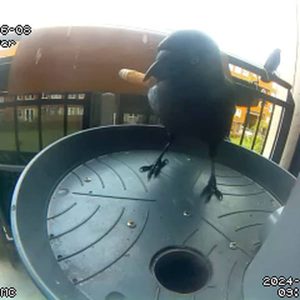 Vending Machine for Birds | Hackaday.io