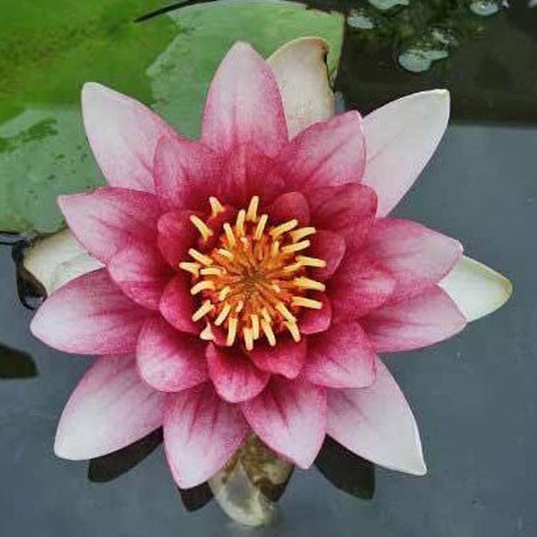 Floating Fire Lotus | Hackaday.io