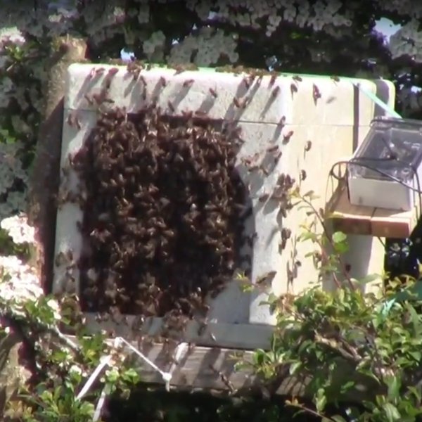 Ai Honey Bee Swarm Detector / Predictor System | Hackaday.io