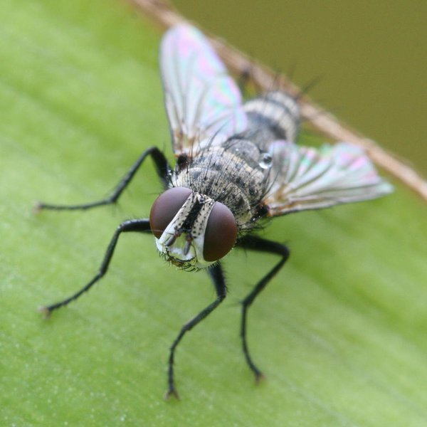 DIY Focus Stacker | Hackaday.io