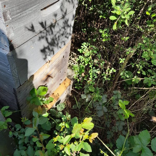 Beehive Monitoring and Tracking | Hackaday.io