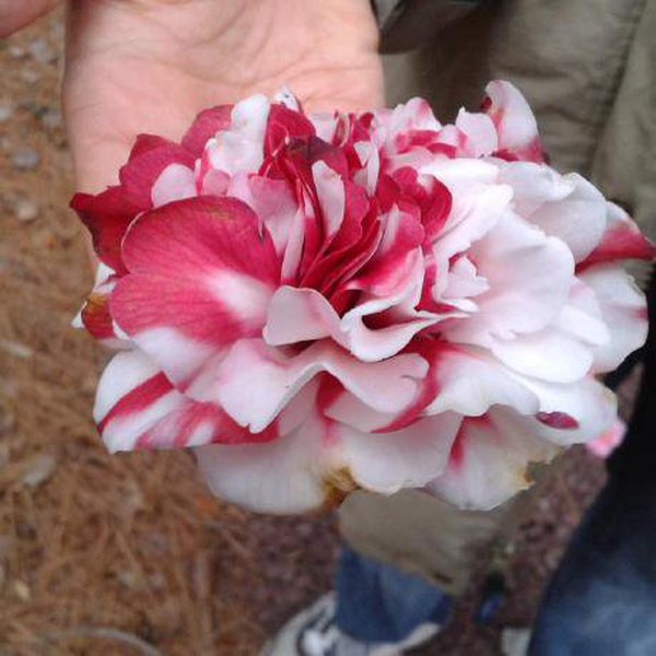 Jeffrey Wubbenhorst's Profile | Hackaday.io