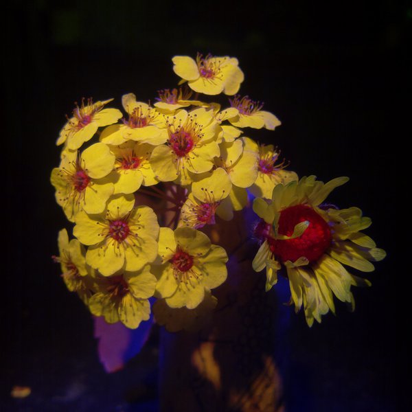 Raspberry Pi NoIR camera and UV photography | Hackaday.io